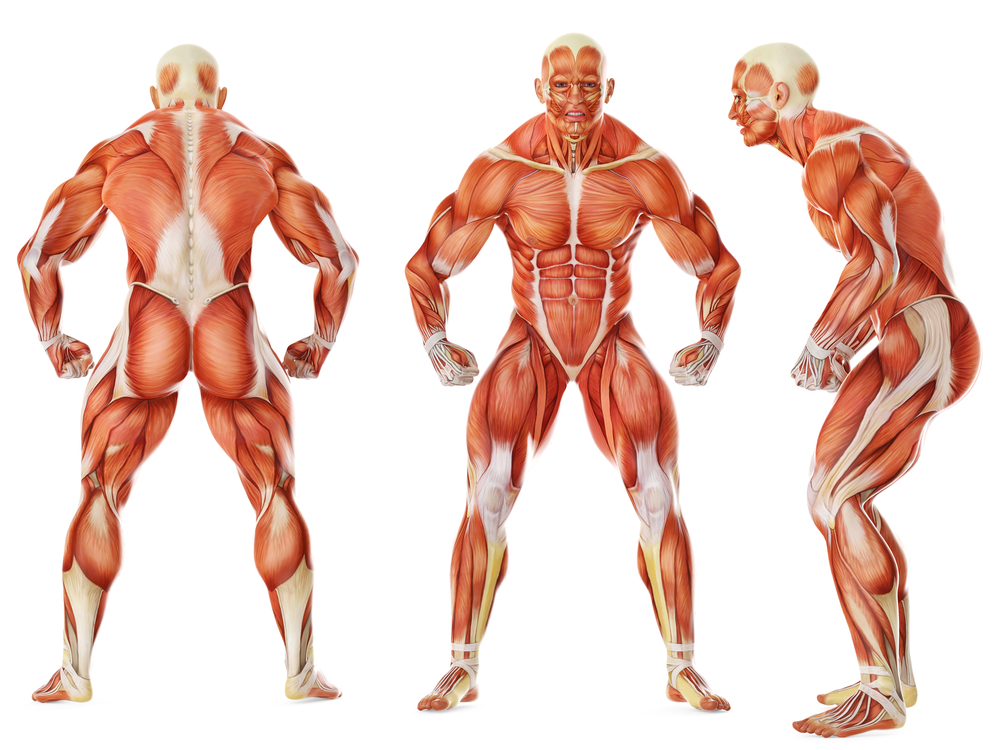 Squats Deadlifts And Your Leverages For Bodybuilding